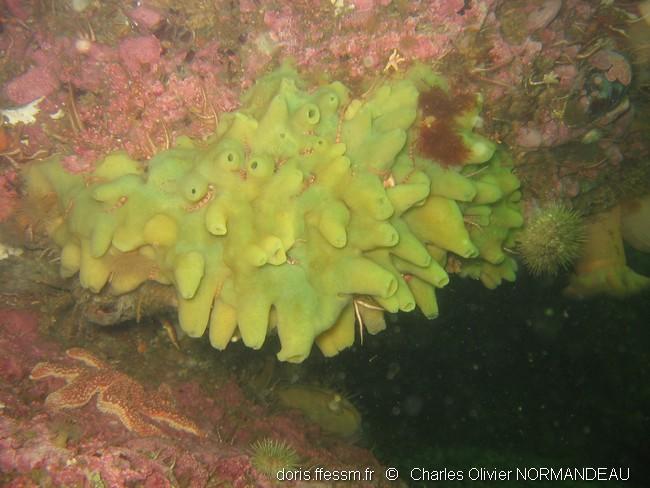 Halichondria (Halichondria) panicea | DORIS