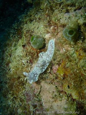 Micromelo guamensis | DORIS