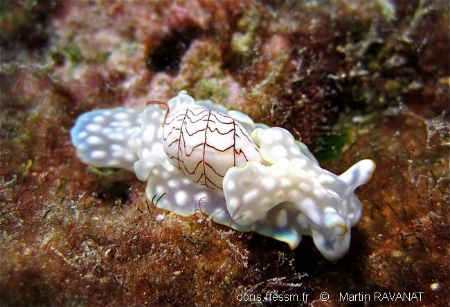 Micromelo guamensis | DORIS