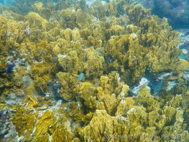 Millepora complanata | DORIS