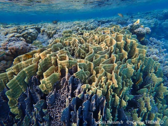 Millepora platyphylla | DORIS