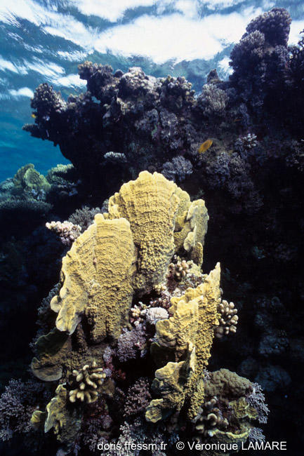 Millepora platyphylla | DORIS