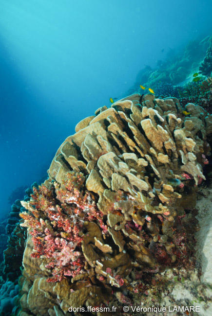 Millepora platyphylla | DORIS