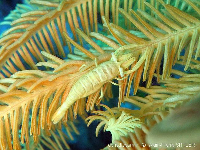 Laomenes amboinensis | DORIS