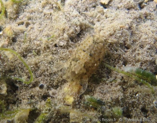 Sphaeromatidae (famille) | DORIS