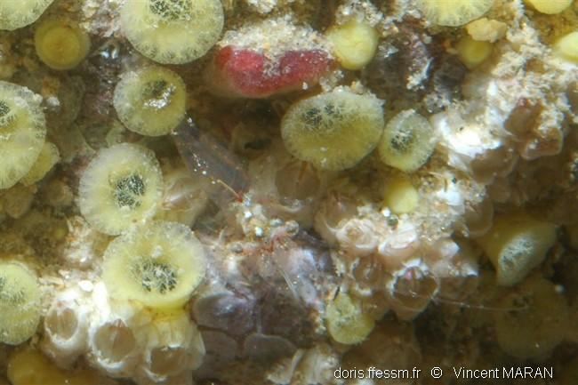 Eualus occultus | DORIS