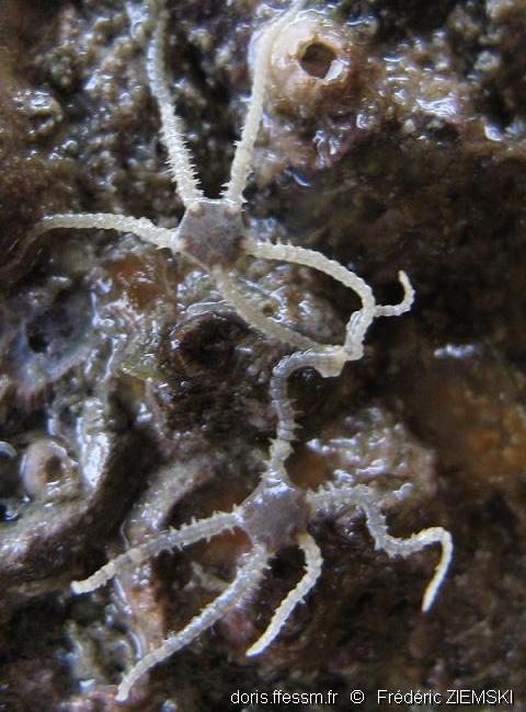 Amphipholis squamata | DORIS