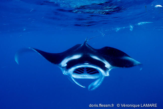 Mobula alfredi | DORIS