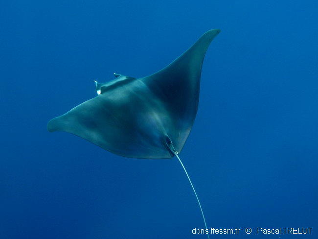 Mobula mobular | DORIS