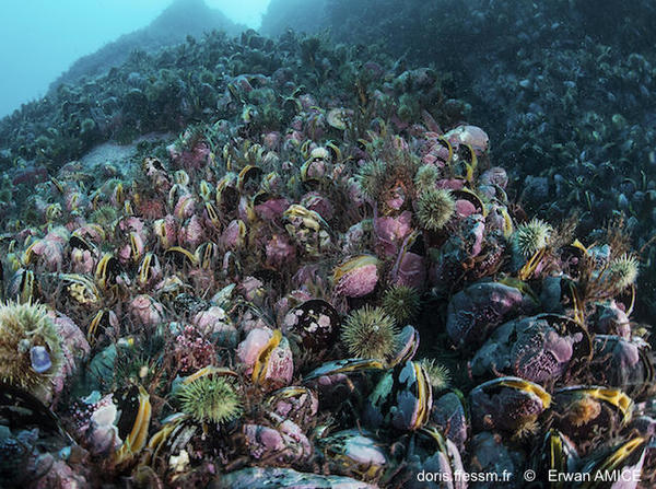 Modiolus modiolus | DORIS