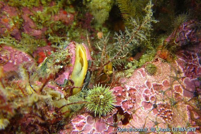 Modiolus modiolus | DORIS