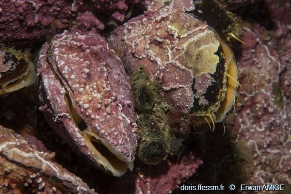 Modiolus modiolus | DORIS