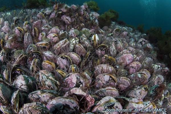 Modiolus modiolus | DORIS