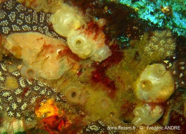 Molgula manhattensis | DORIS