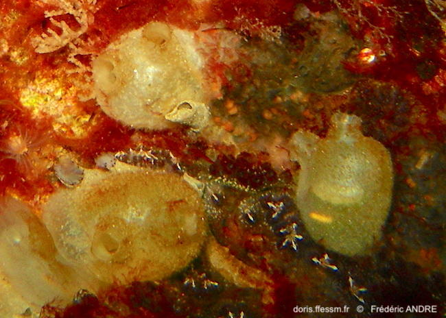 Molgula manhattensis | DORIS