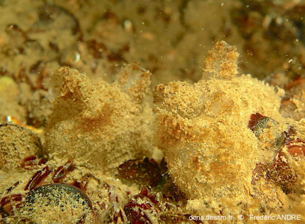 Molgula manhattensis | DORIS