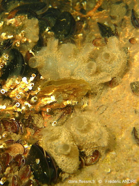 Molgula manhattensis | DORIS