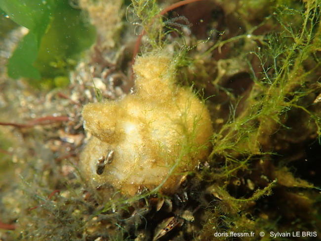 Molgula manhattensis | DORIS