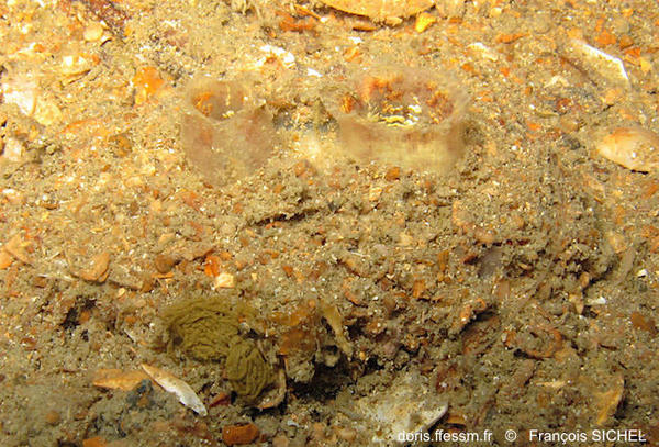 Molgula oculata | DORIS