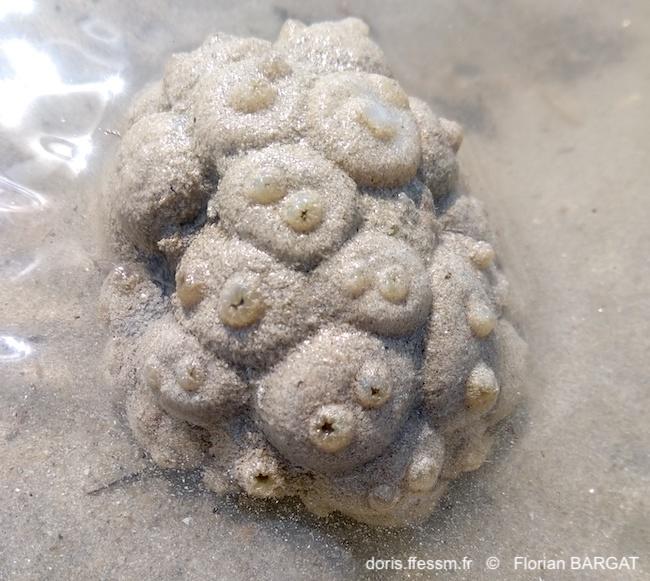 Molgula socialis | DORIS