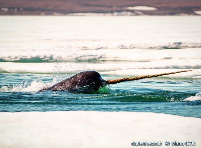 Monodon monoceros | DORIS