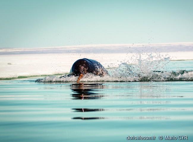 Monodon monoceros | DORIS