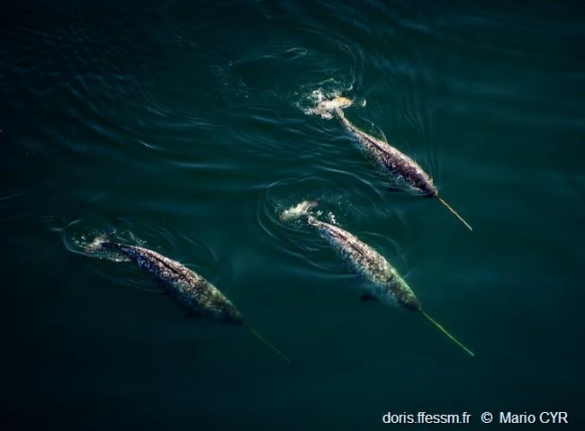 Monodon monoceros | DORIS