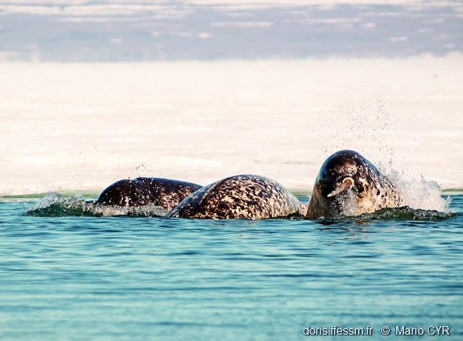 Monodon monoceros | DORIS