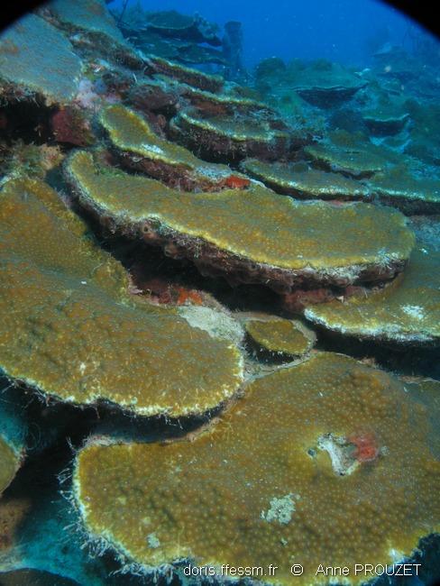 Montastraea cavernosa | DORIS