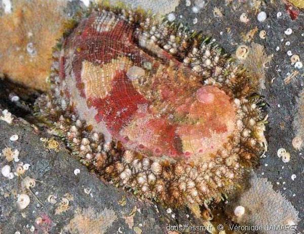 Haliotis tuberculata f. lamellosa | DORIS