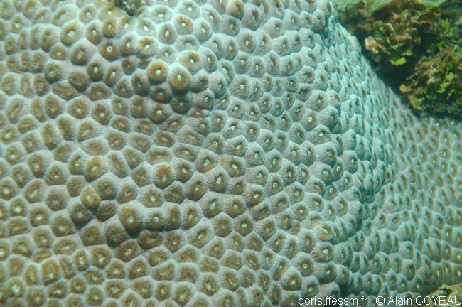 Montastraea cavernosa | DORIS
