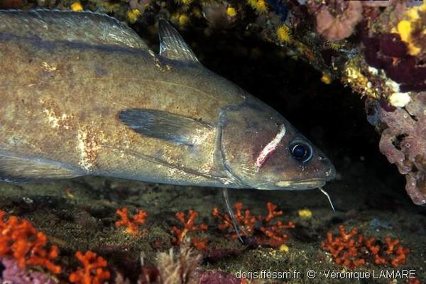 Phycis phycis | DORIS