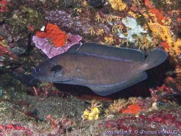 Phycis phycis | DORIS