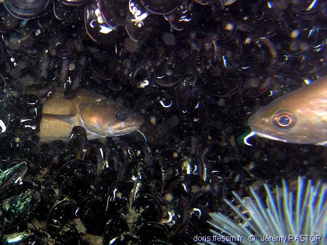 Phycis phycis | DORIS