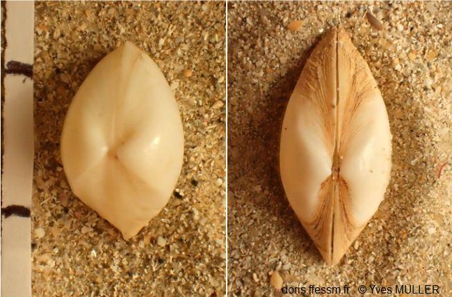 Mulinia lateralis | DORIS