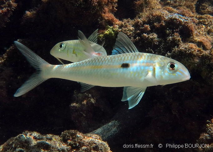 Mulloidichthys flavolineatus | DORIS