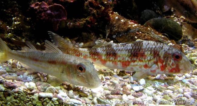 Mullus barbatus | DORIS