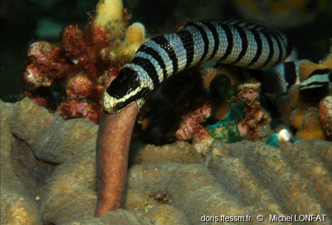 Laticauda laticaudata | DORIS