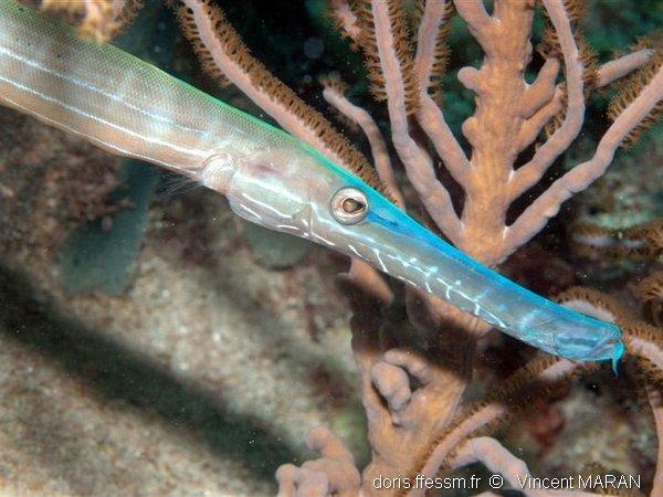 Aulostomus maculatus | DORIS
