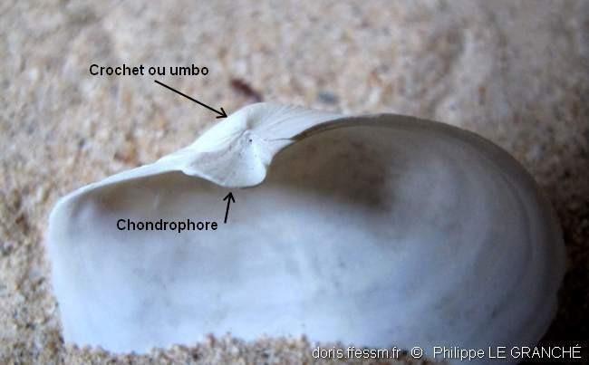 Chondrophore | Glossaire DORIS