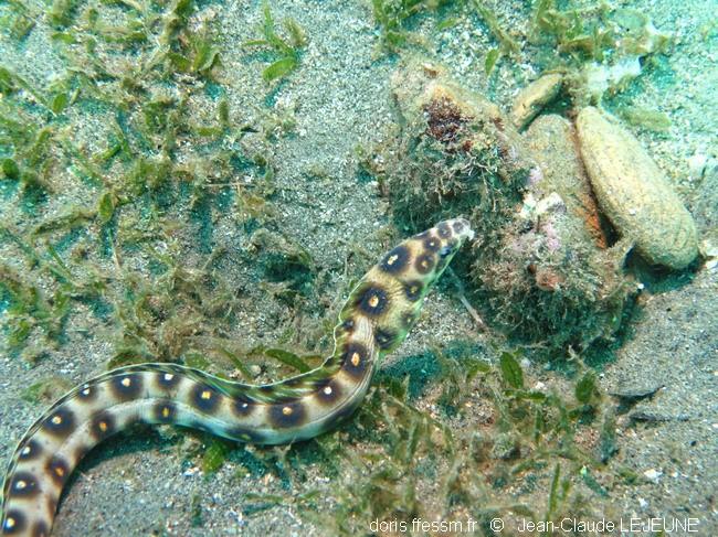 Myrichthys ocellatus | DORIS