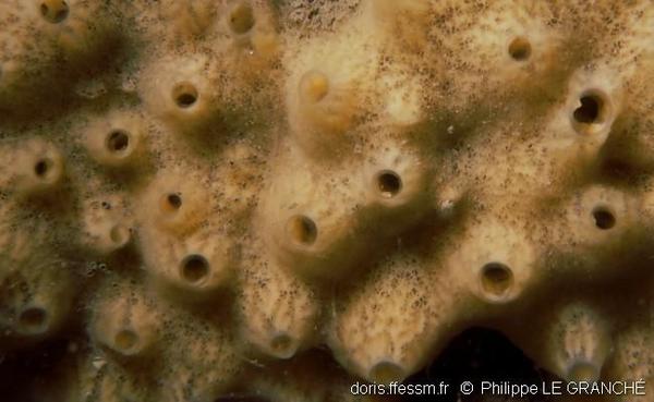 Myxilla (Myxilla) incrustans | DORIS