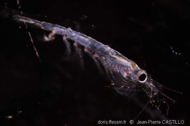 Meganyctiphanes norvegica | DORIS