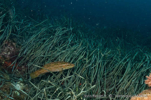 Labrus viridis | DORIS