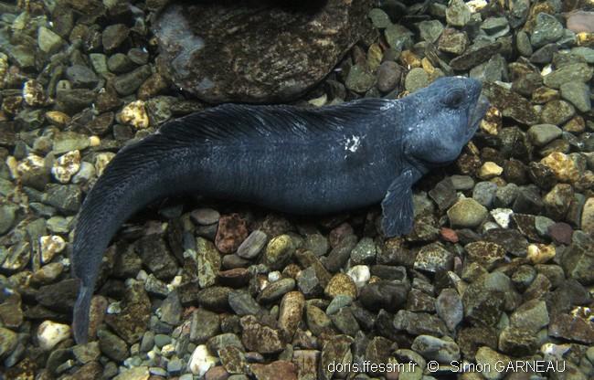 Anarhichas lupus | DORIS