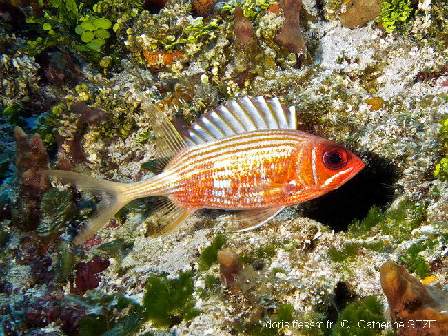 Holocentrus rufus | DORIS