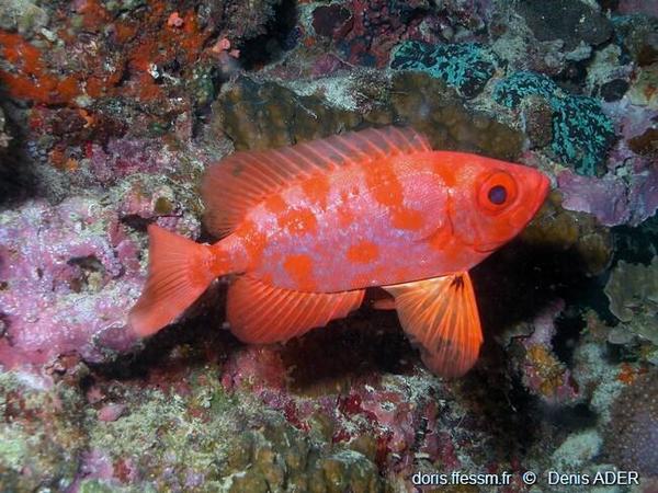 Heteropriacanthus cruentatus | DORIS