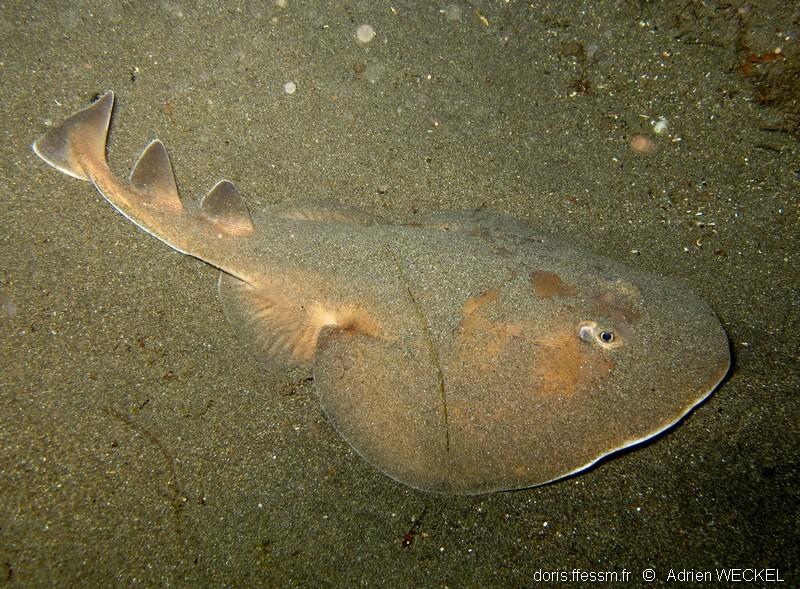 Narcine bancroftii | DORIS