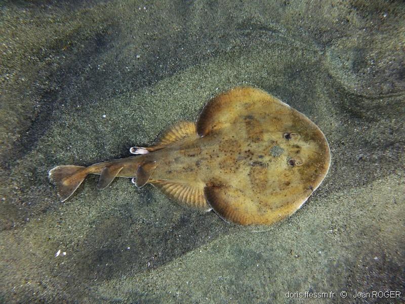 Narcine bancroftii | DORIS