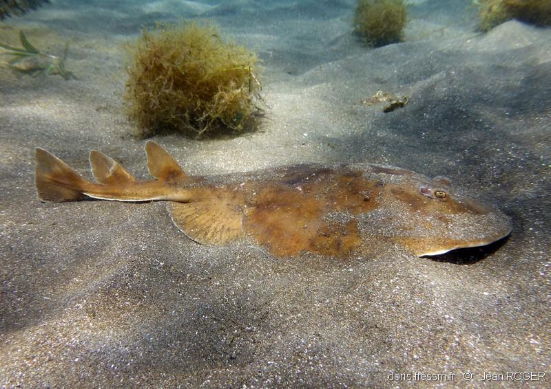 Narcine bancroftii | DORIS